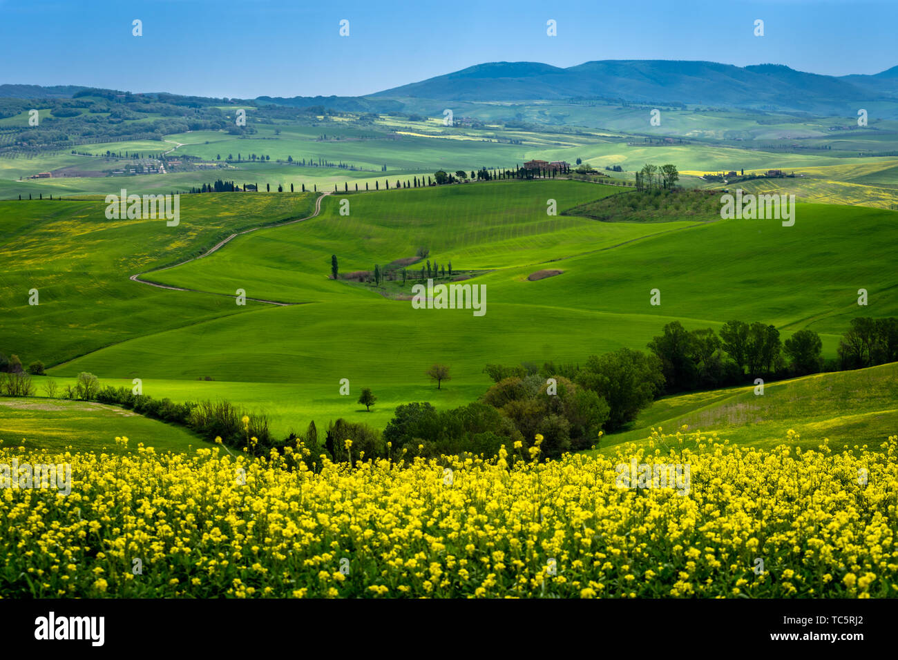 Green Rolling hills Spring In Tuscany Italy Stock Photo - Alamy