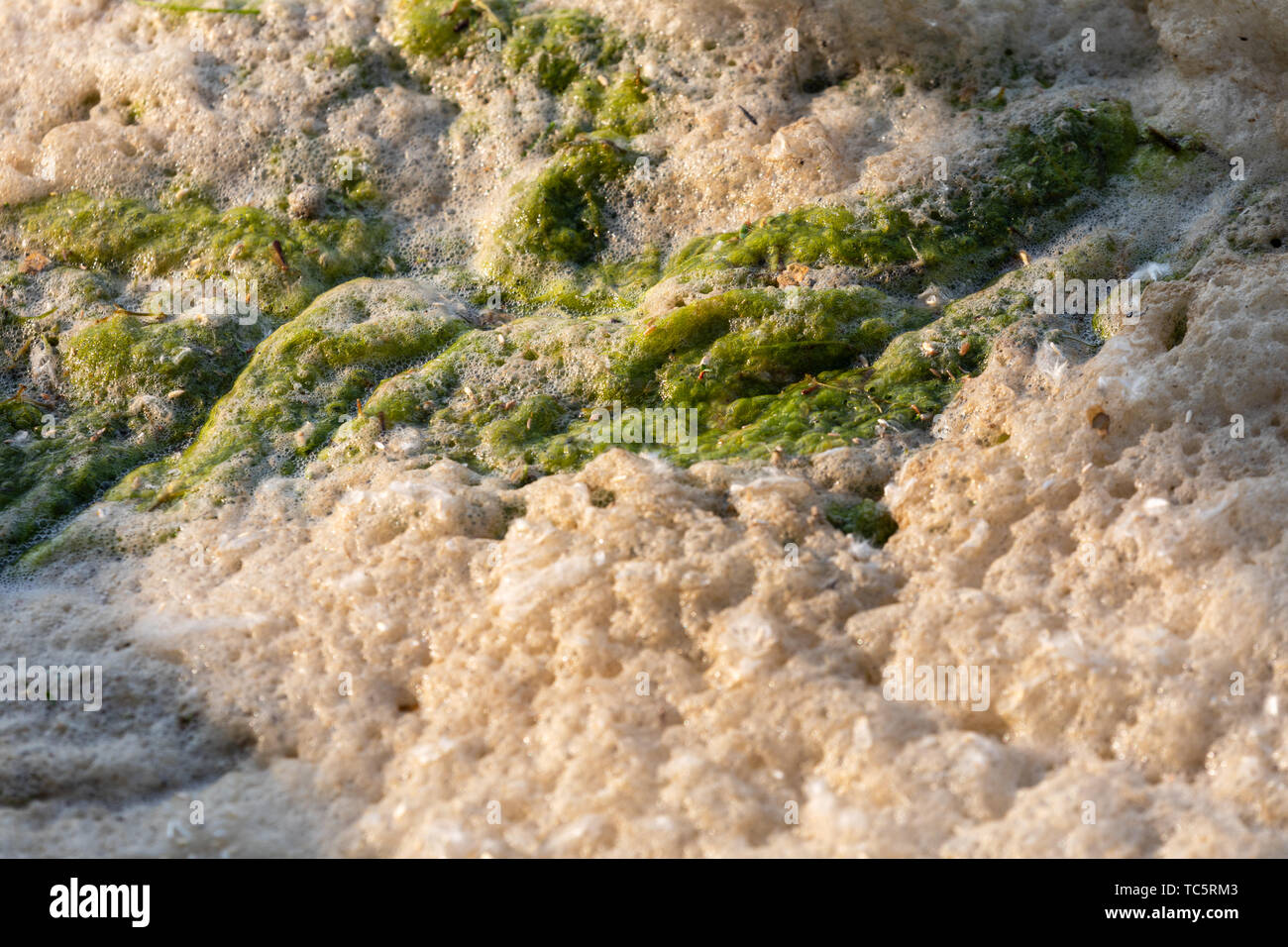 Algae and lake foam Stock Photo - Alamy