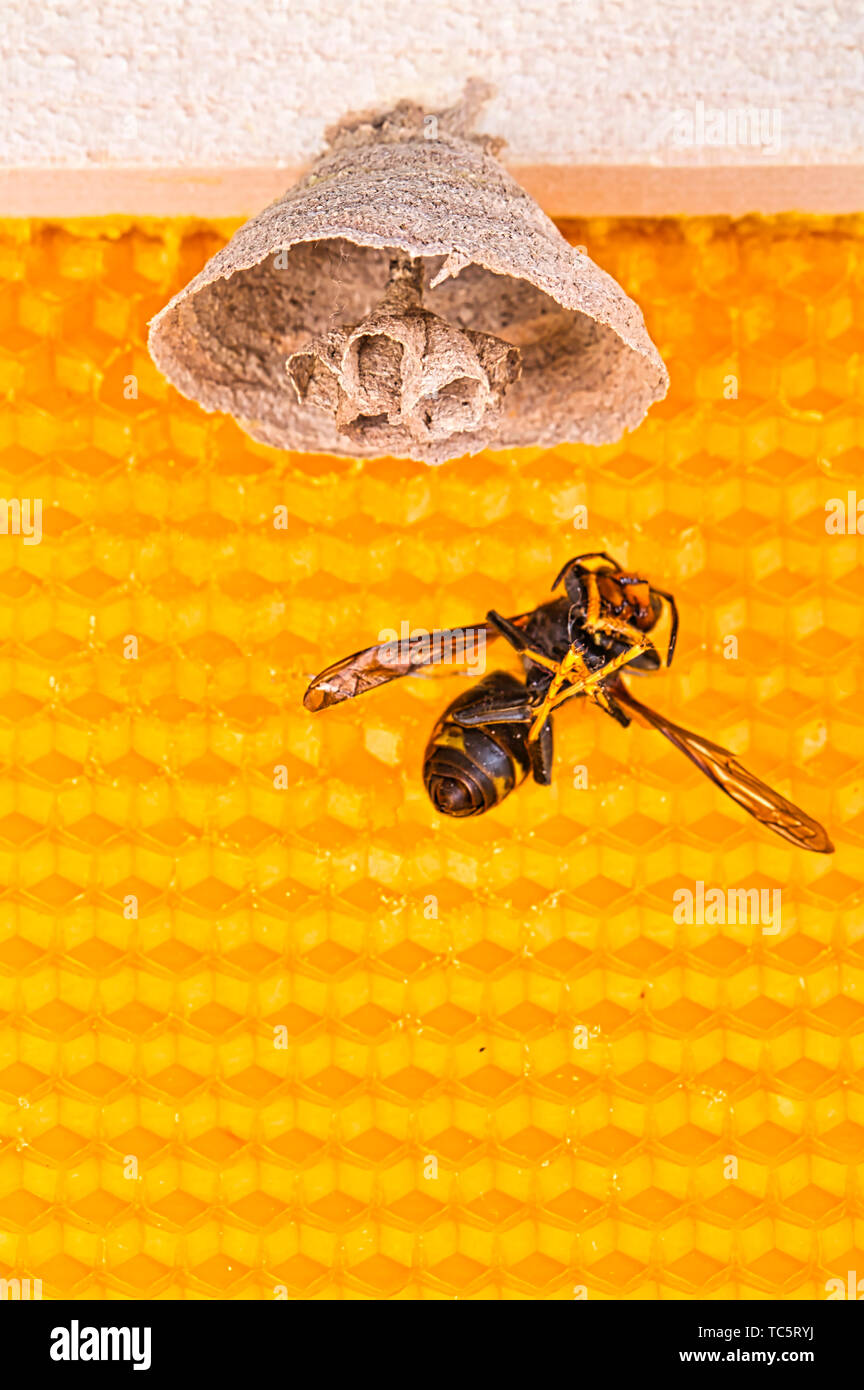 Vespa velutina asian hornet and bees hi-res stock photography and ...