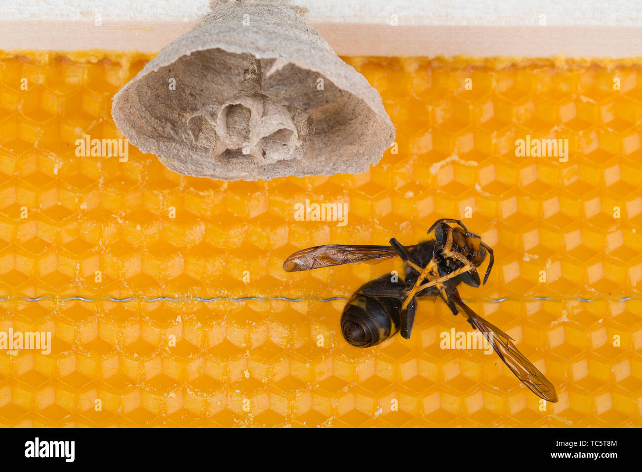 Macro picture of Asian hornets begin of nest on a new yellow frame of ...