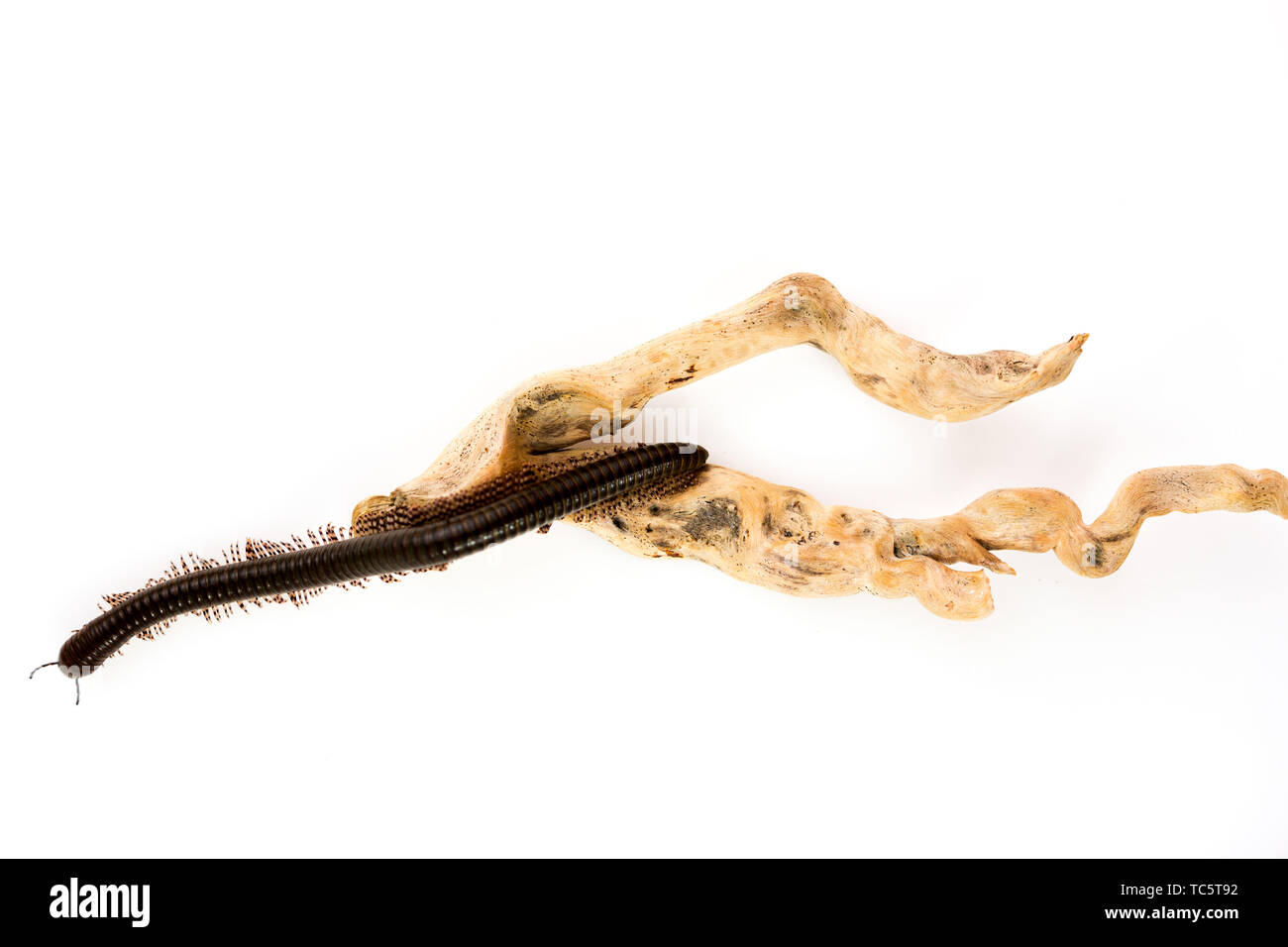 Kenyan millipede Telodeinopus aoutii feasting on fruits, class ...