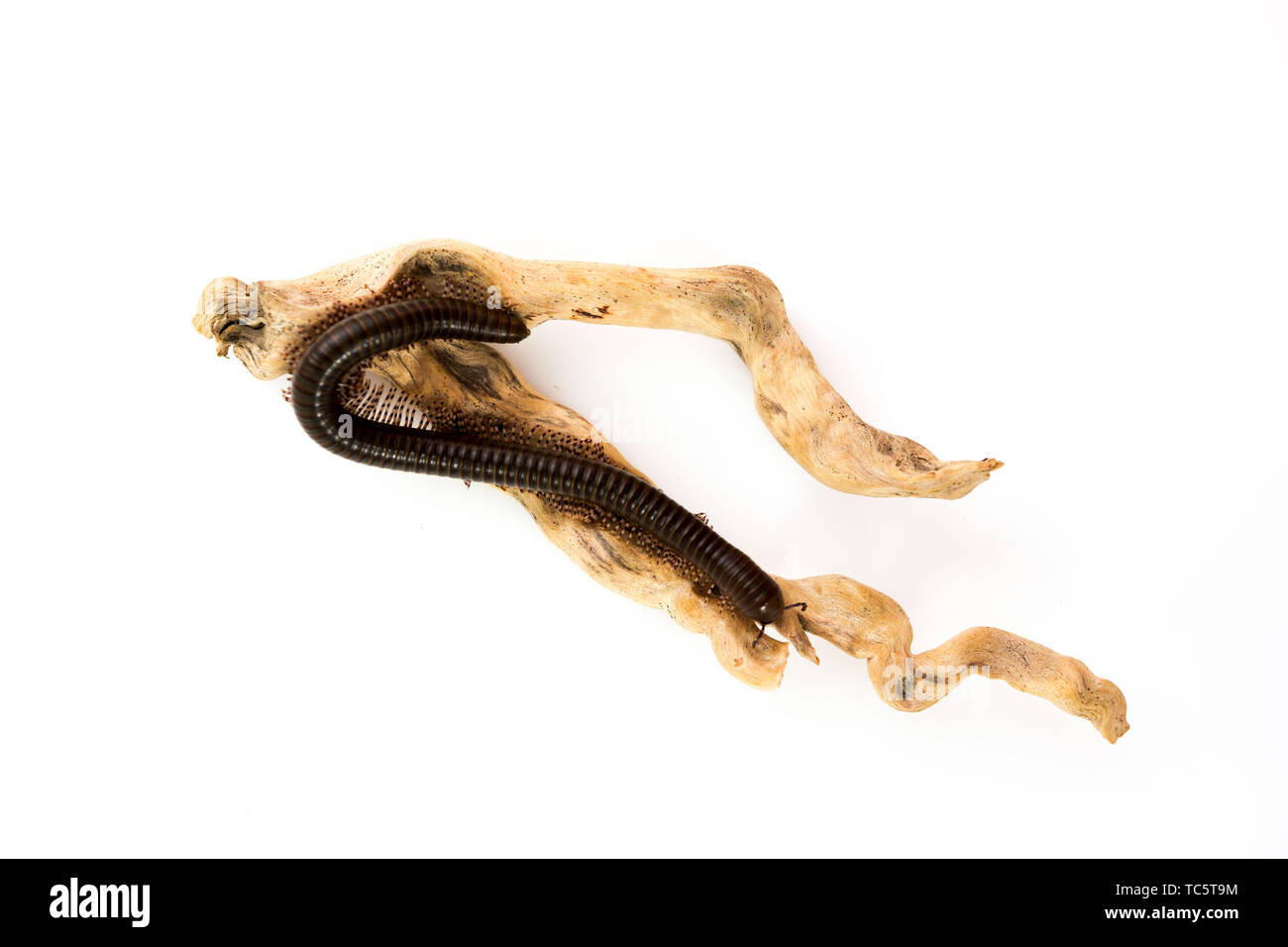 Kenyan millipede Telodeinopus aoutii feasting on fruits, class ...