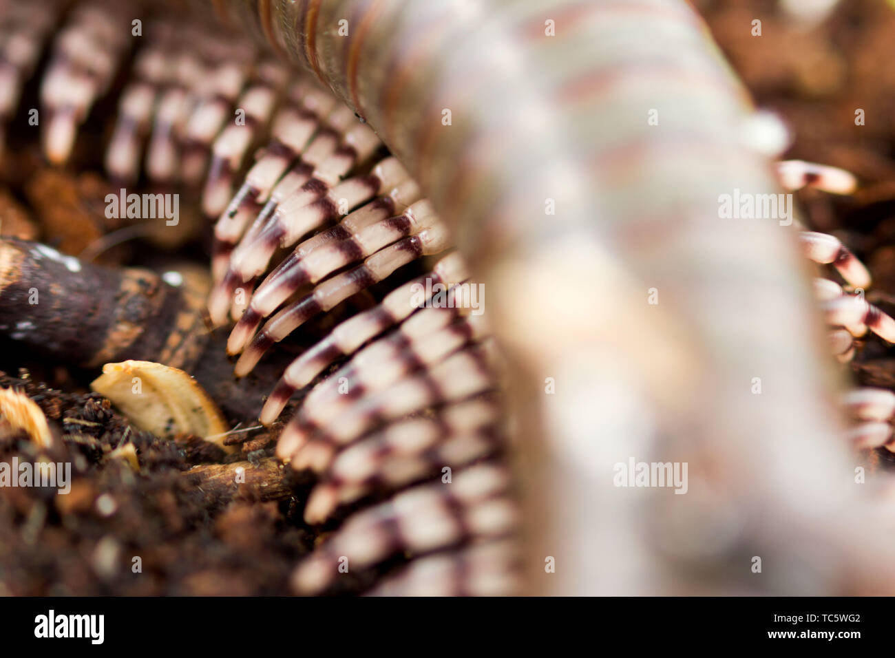 Kenyan millipede hi-res stock photography and images - Alamy