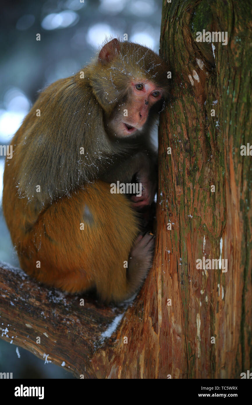 Small monkeys and expressions of animals hi-res stock photography and ...