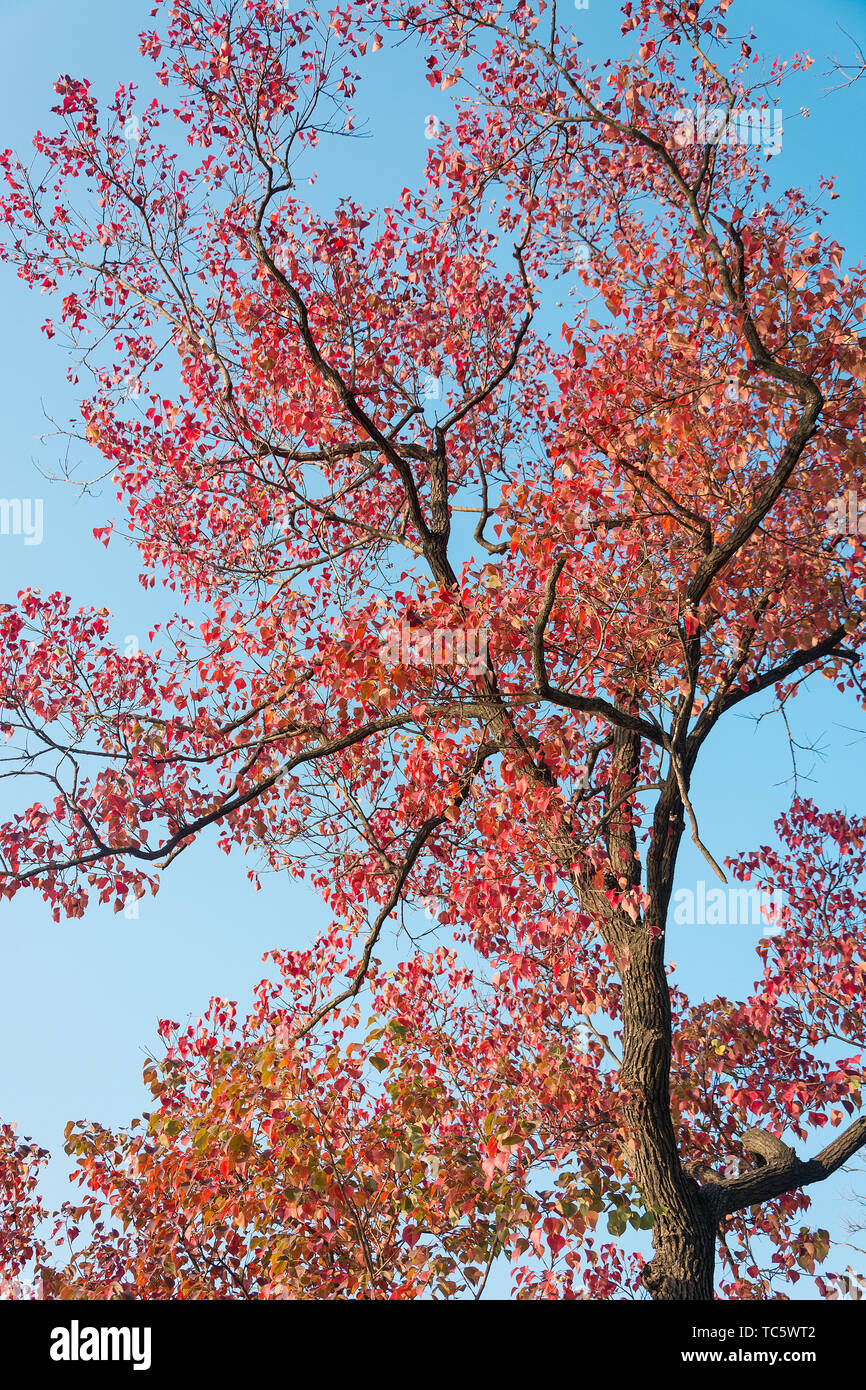 Nanjing Autumn Zhongshan Botanical Garden Qianhu autumn tallow tree ...