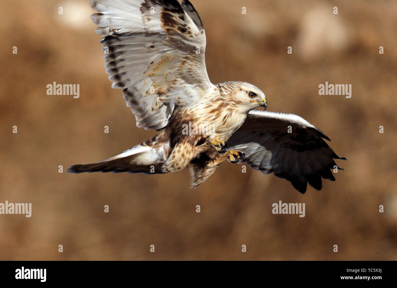 Agent bird hi-res stock photography and images - Alamy