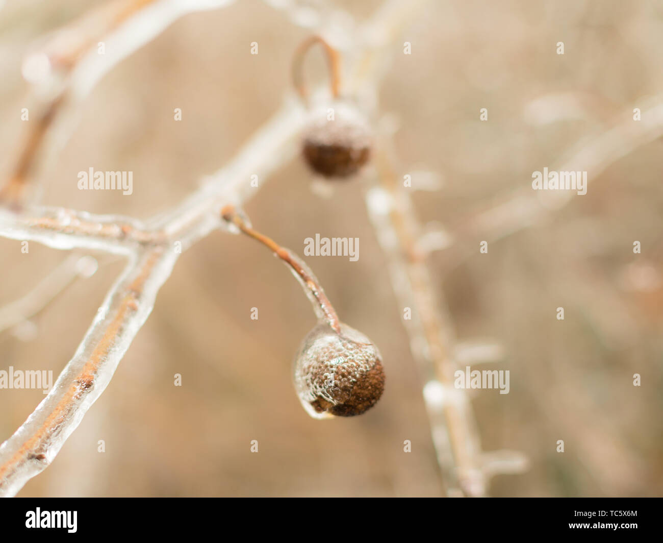 Spider in fruit hi-res stock photography and images - Alamy