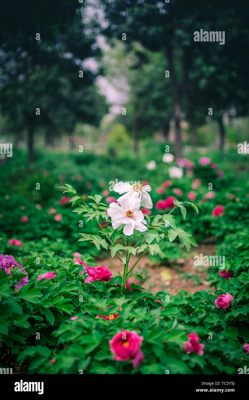Luoyang peonies and flowers hi-res stock photography and images - Alamy