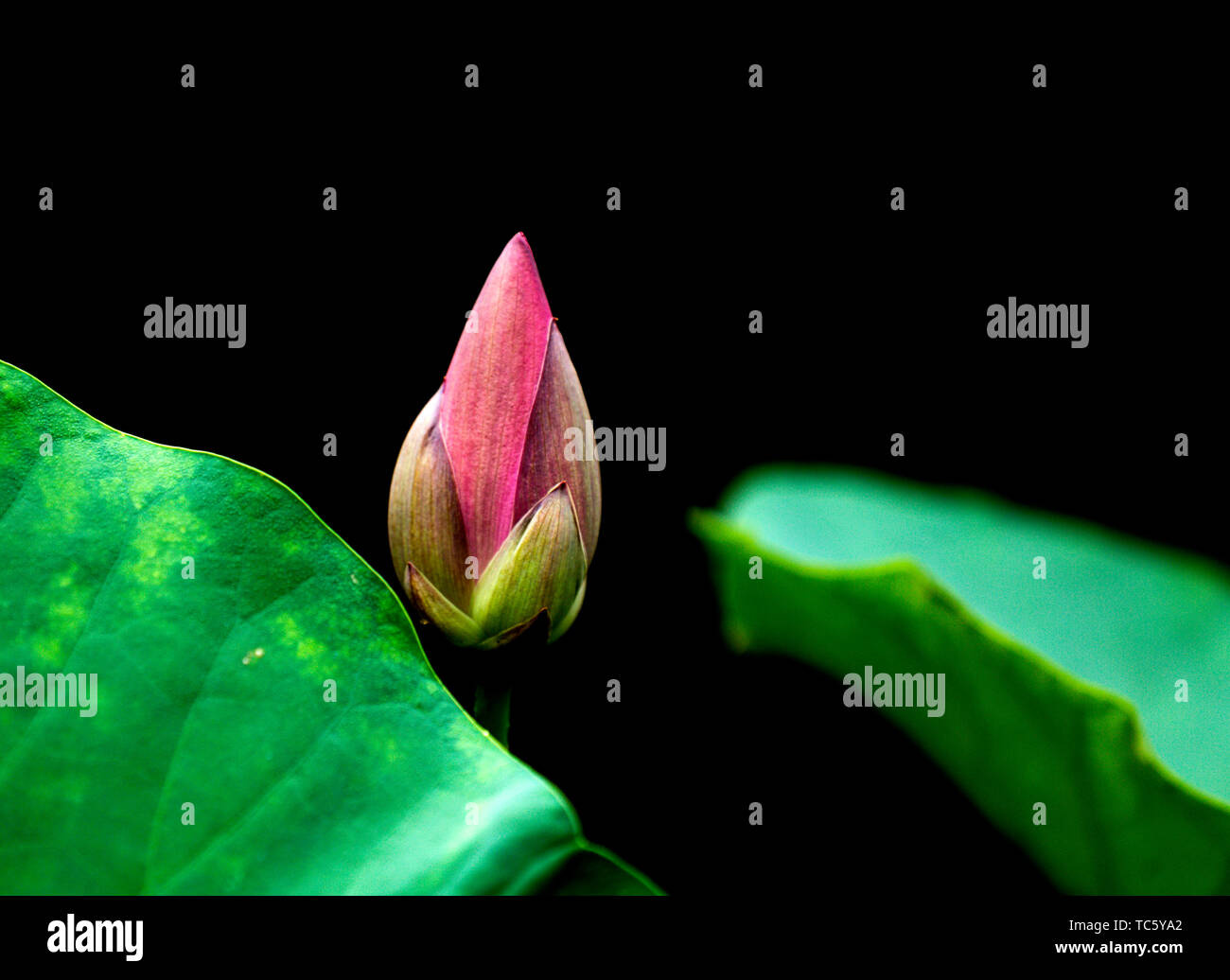 Lotus lotus lotus leaves Stock Photo - Alamy