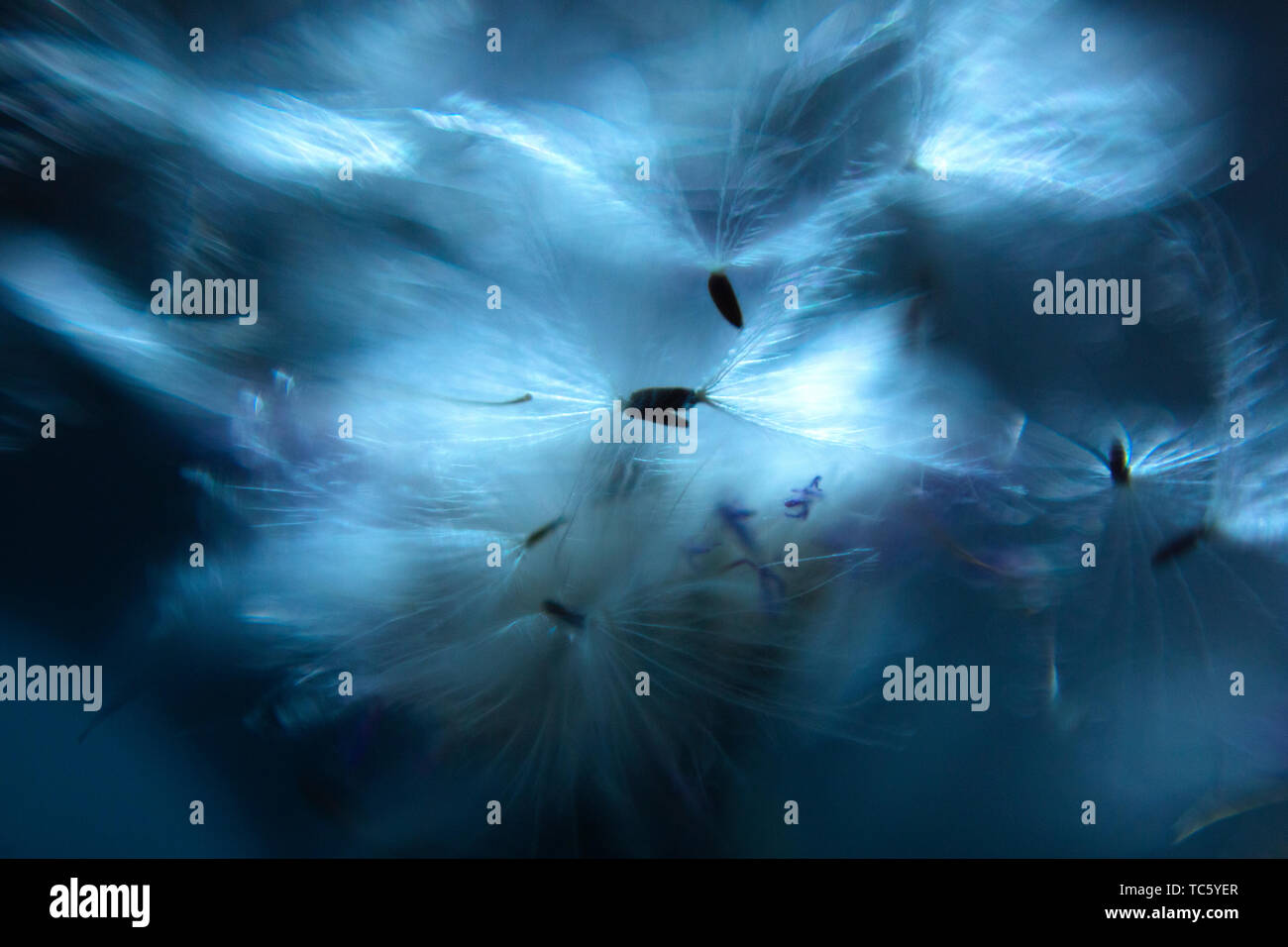 Flying of seeds Stock Photo - Alamy