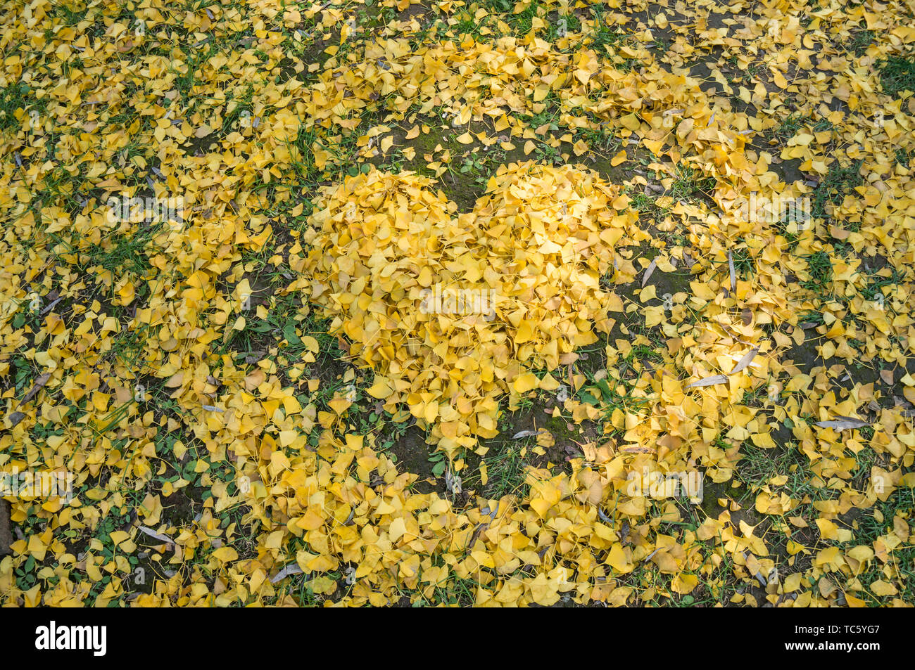 Heart-shaped maple leaves Stock Photo - Alamy