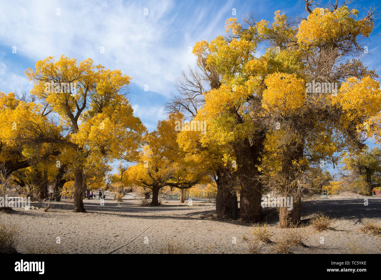 Hu yang and hu yang lin hi-res stock photography and images - Alamy