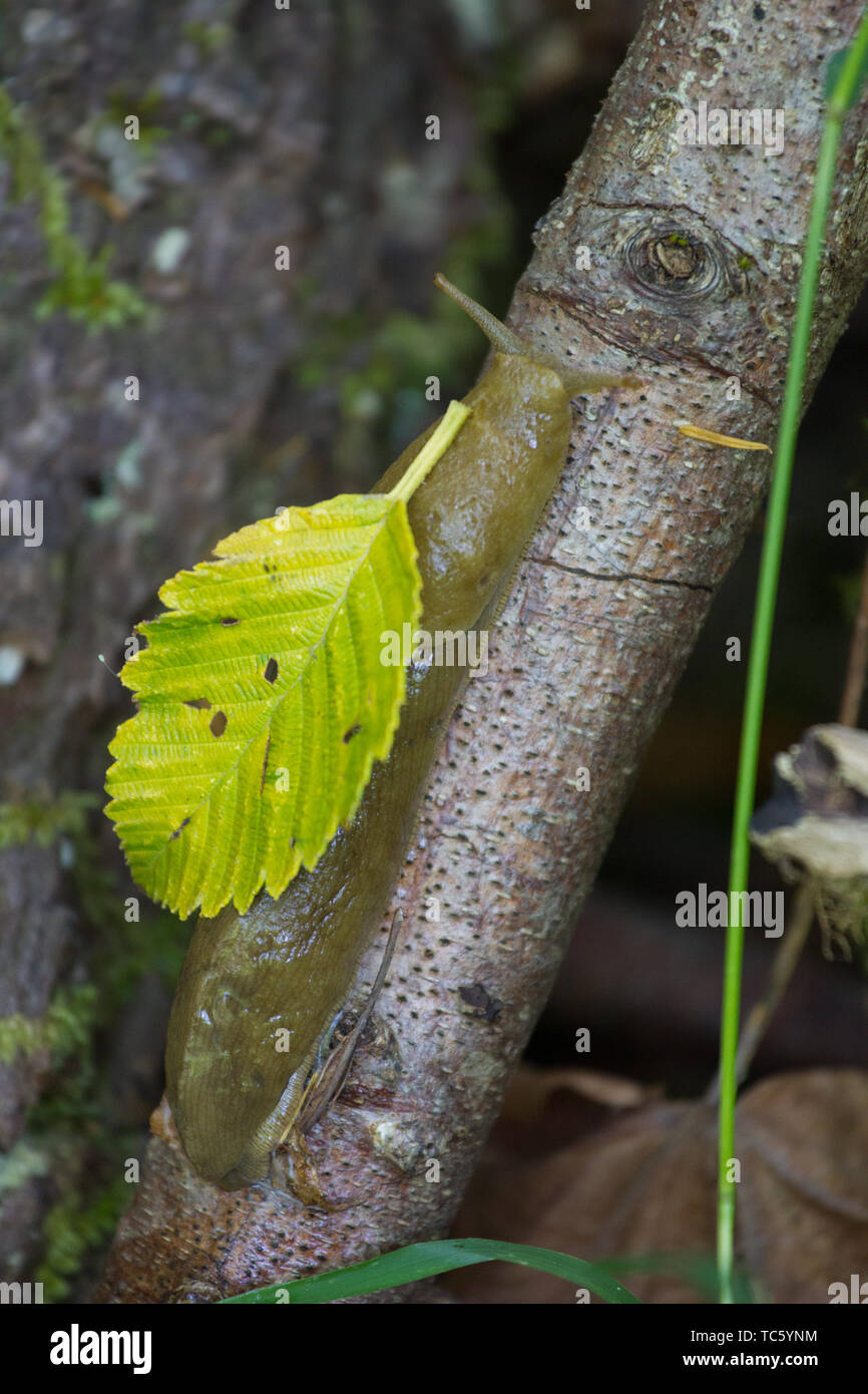 Yummy slug diet hi-res stock photography and images - Alamy