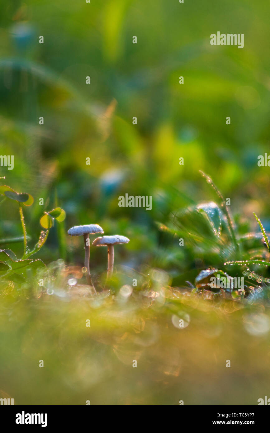 Ecological Photography High Resolution Stock Photography and Images - Alamy