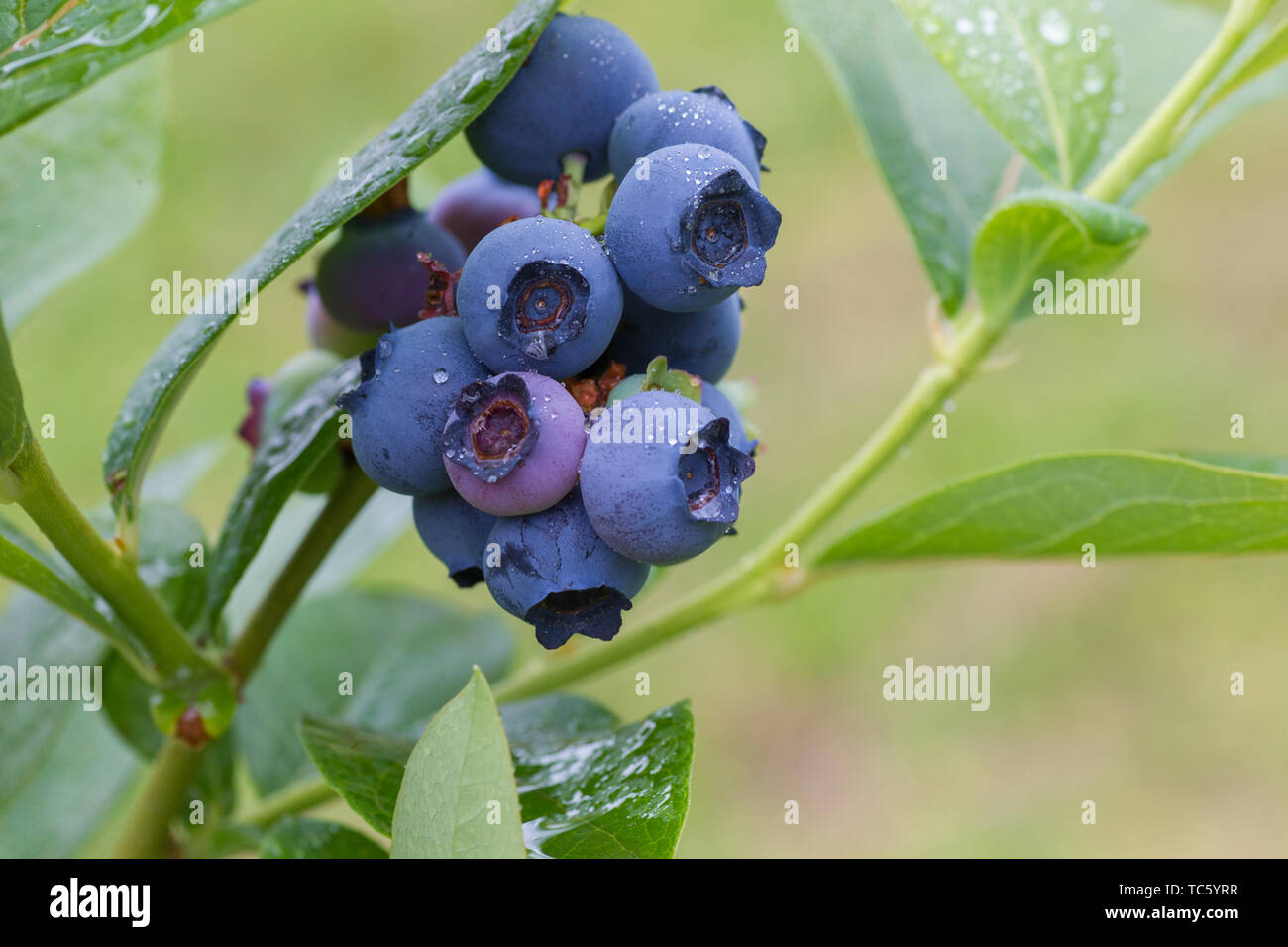 All stages of blueberry flowers and fruit Stock Photo - Alamy