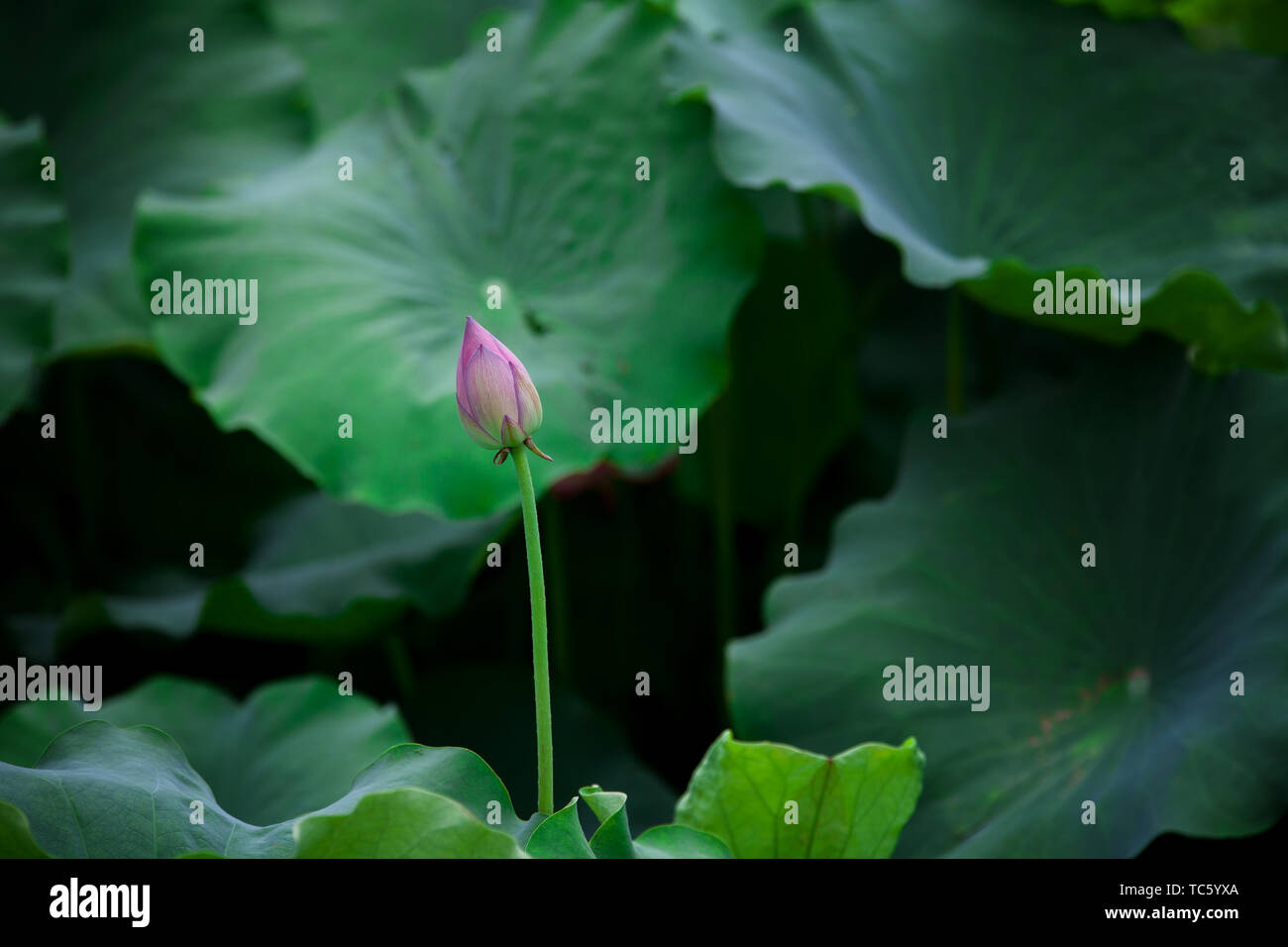 Lily tropical summer gardens in foreign countries bloom hi-res stock ...