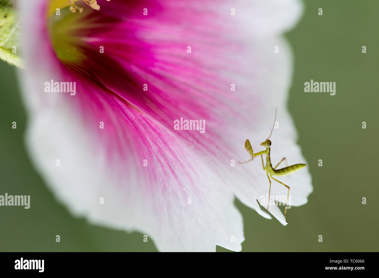 Gold Mantis High Resolution Stock Photography and Images - Alamy