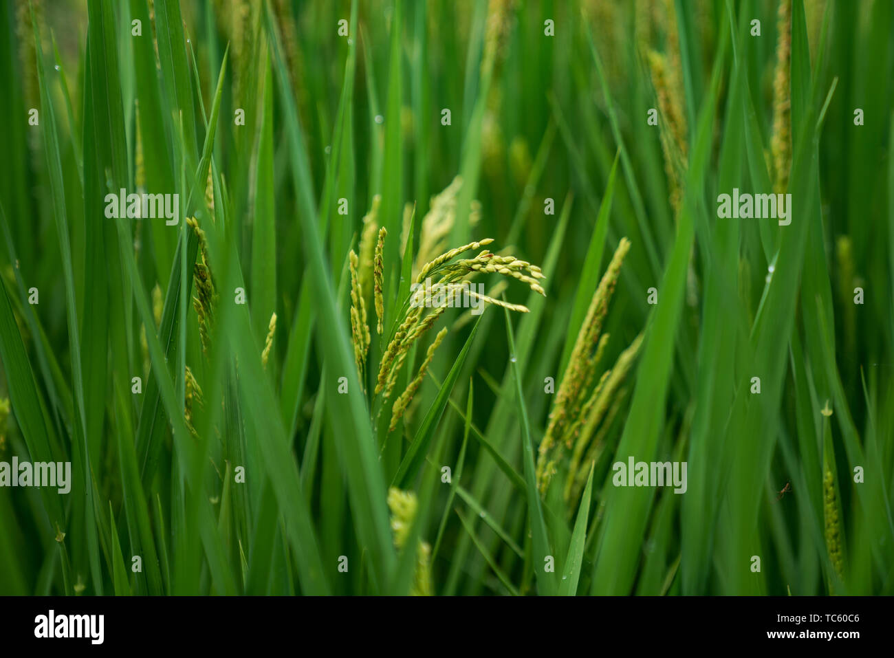 Agricultural farms dry grassland farms hi-res stock photography and ...