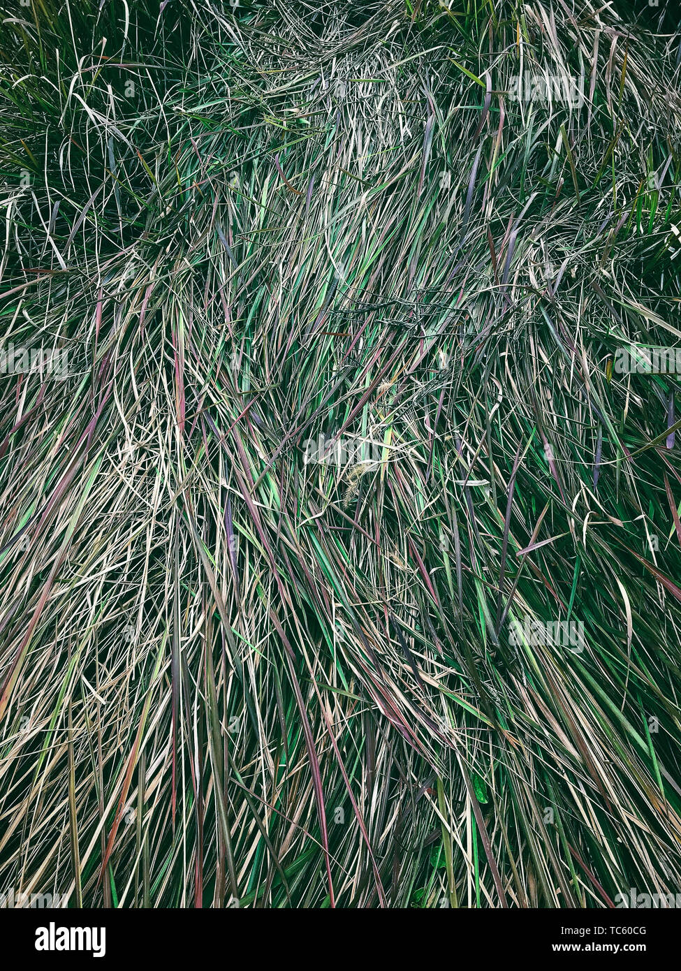 Autumn lush grass texture Stock Photo - Alamy
