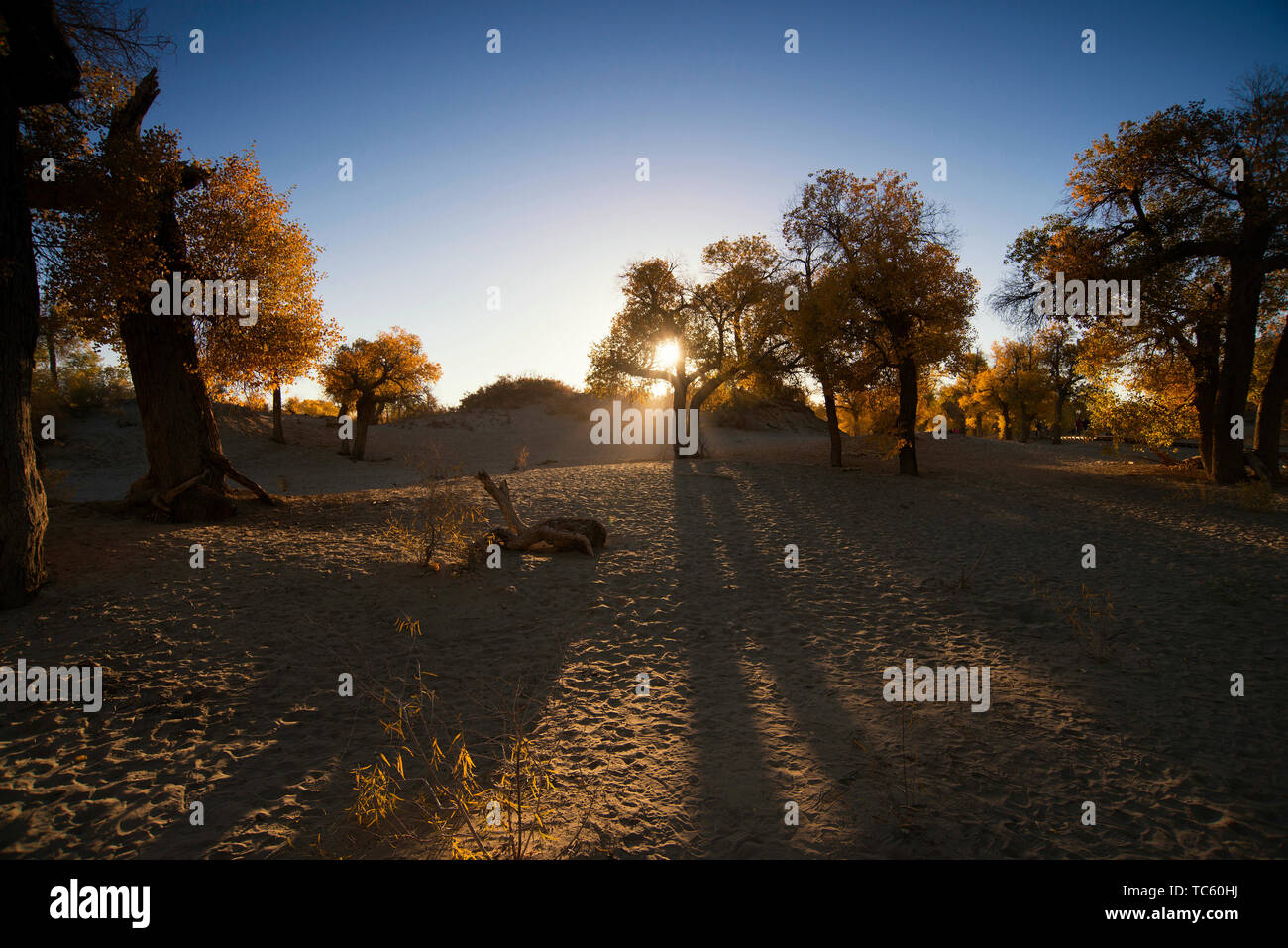 Hu Yang Lin, in Ejina, Inner Mongolia Stock Photo - Alamy