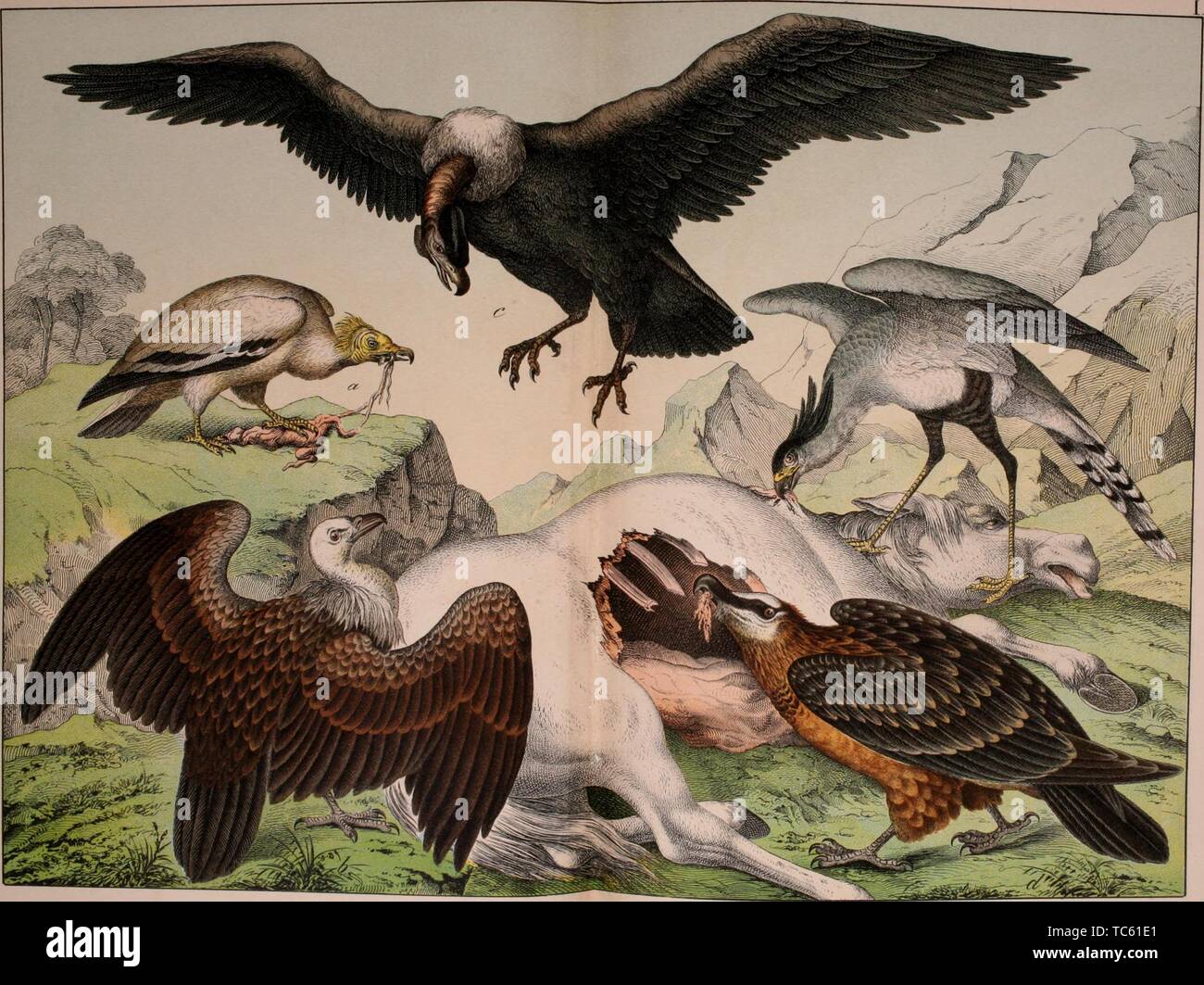 Engraving of the Vultures feasting on the horse's corpse, Egyptian ...