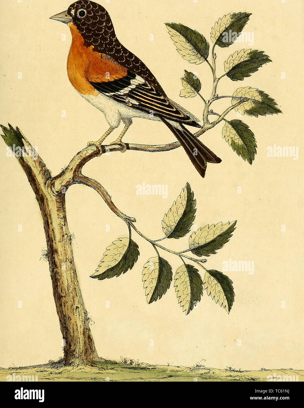 1700s bird illustration hi-res stock photography and images - Alamy
