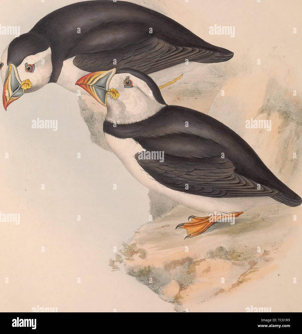 Mormon fratercula hi-res stock photography and images - Alamy