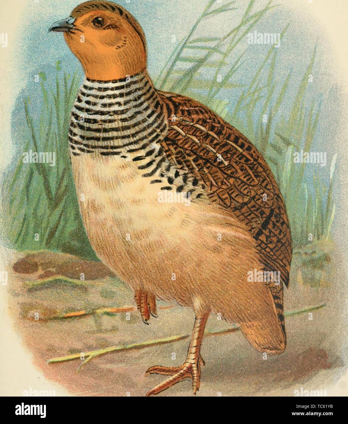 William grant hi-res stock photography and images - Alamy