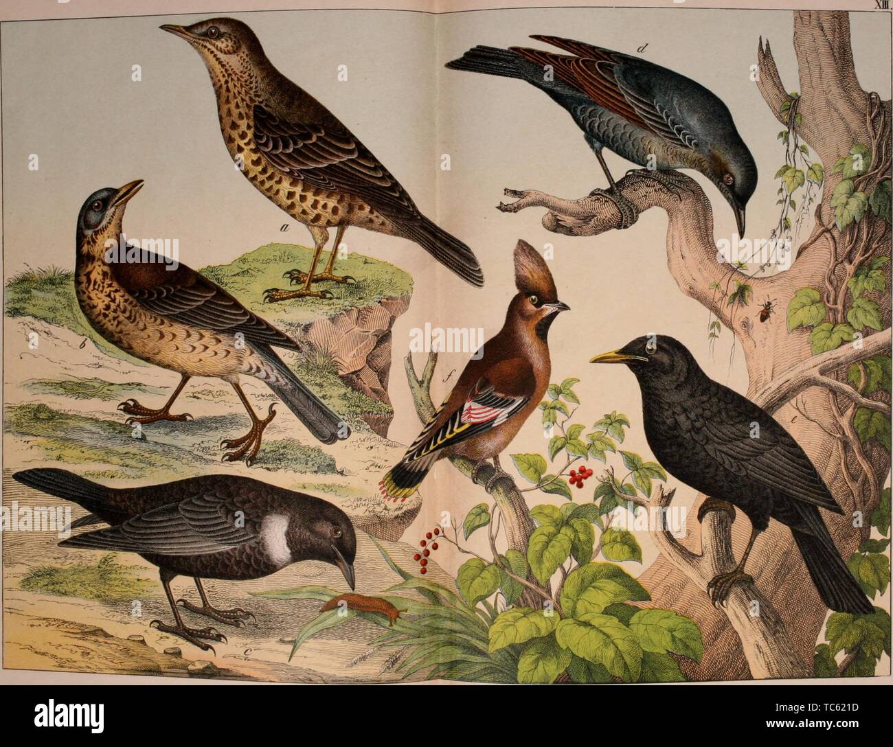 Engraving of the passeres thrushes hi-res stock photography and images ...