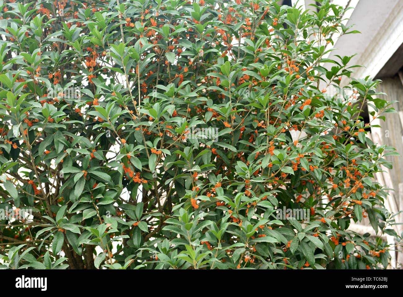 Dangui hi-res stock photography and images - Alamy