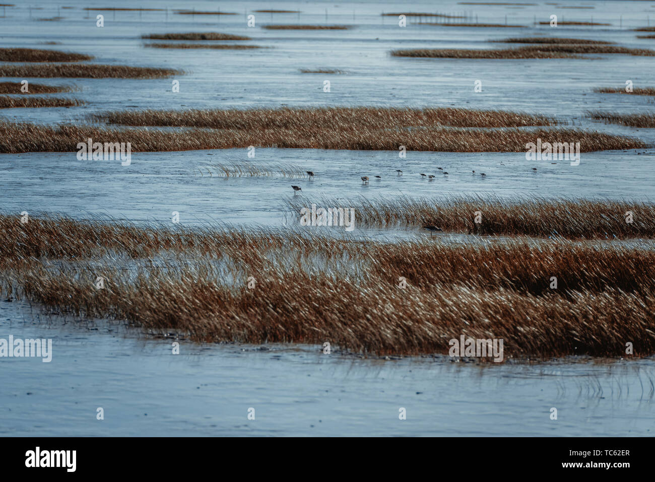 Dongtan lake hi-res stock photography and images - Alamy