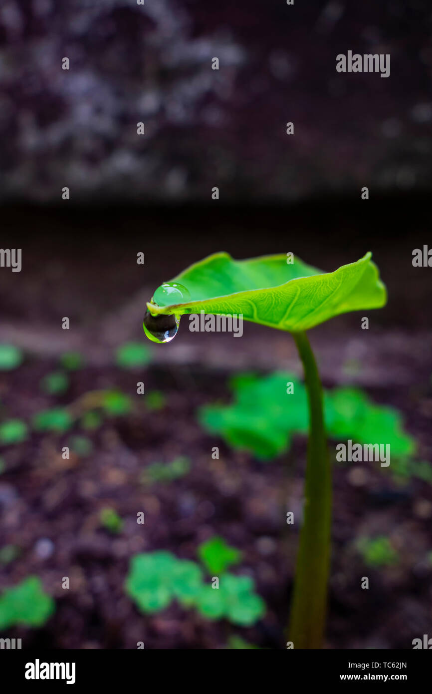 The new long unearthed taro seedlings Stock Photo - Alamy
