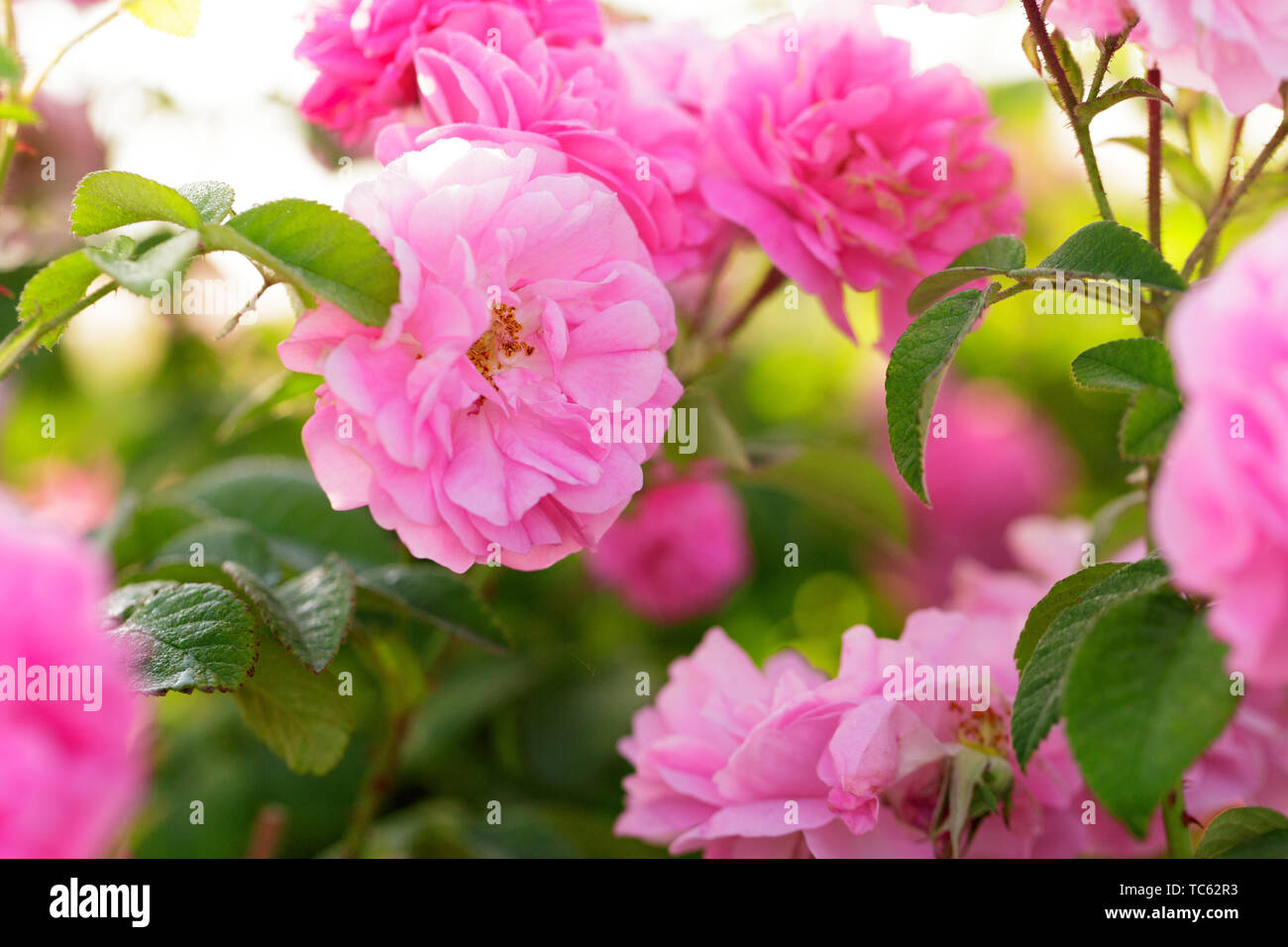 pink rose bush closeup on field background Stock Photo - Alamy
