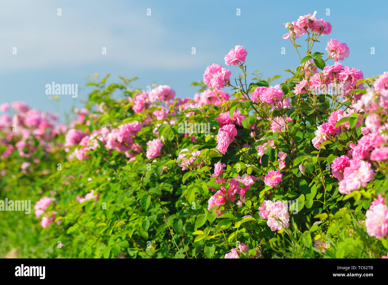 pink rose bush closeup on field background Stock Photo - Alamy