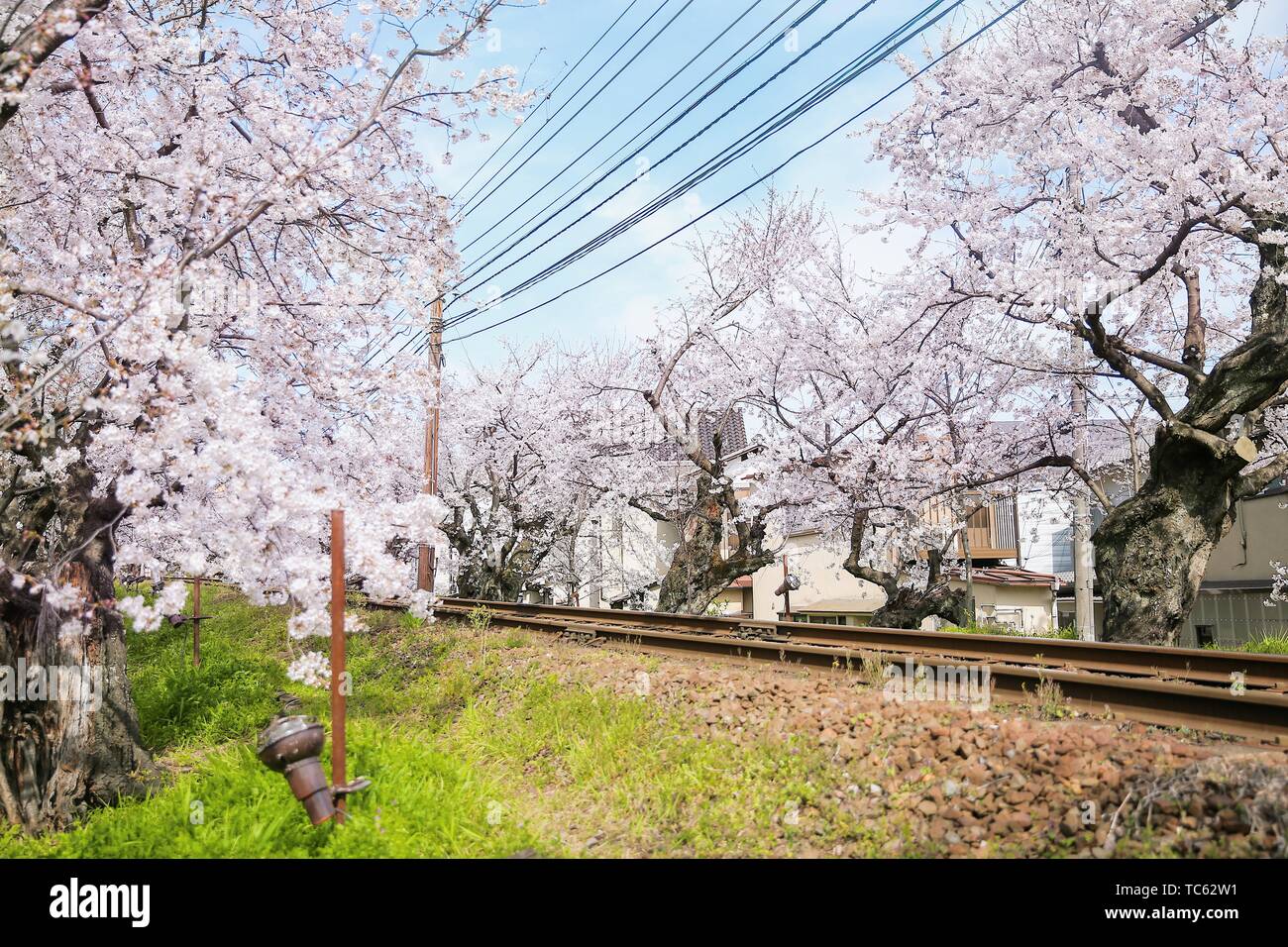 Kyoto Lan electric cherry blossom train Stock Photo - Alamy