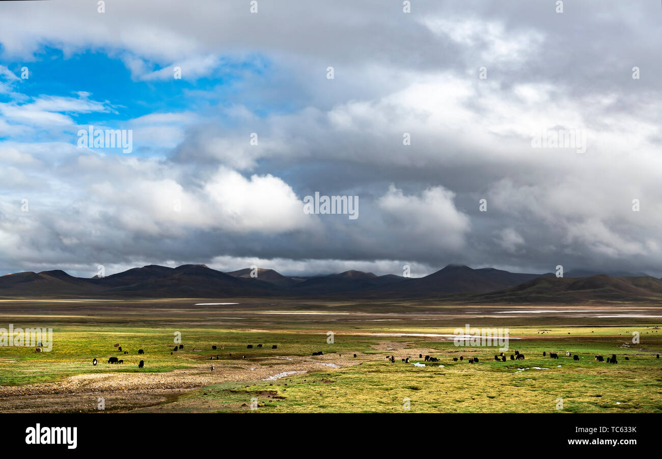 Plateau pastoral song Stock Photo - Alamy