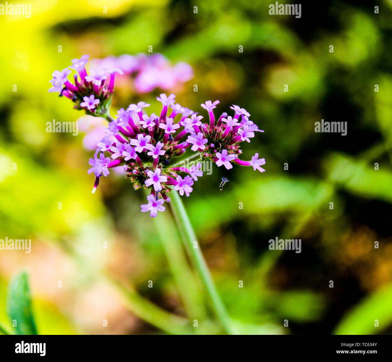 Scenery of Gucun Park in Shanghai Stock Photo - Alamy
