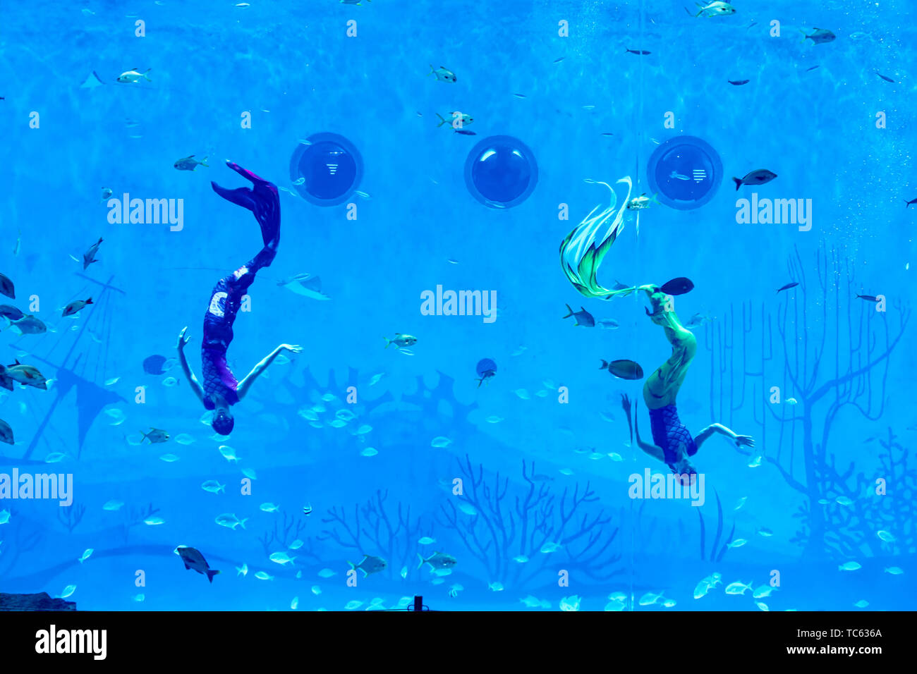 Mermaid performance at Haichang Ocean Park, Shanghai Stock Photo - Alamy
