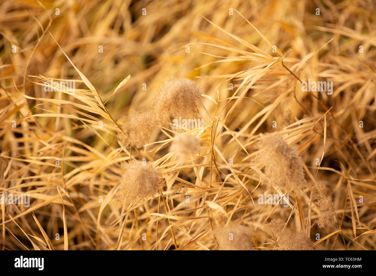 Withered cactus hi-res stock photography and images - Alamy