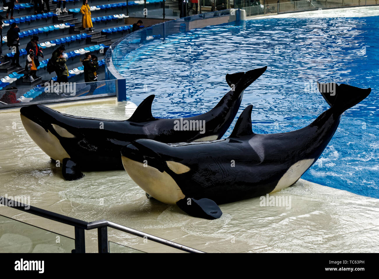 Haichang Ocean Park orca performance in Shanghai Stock Photo - Alamy