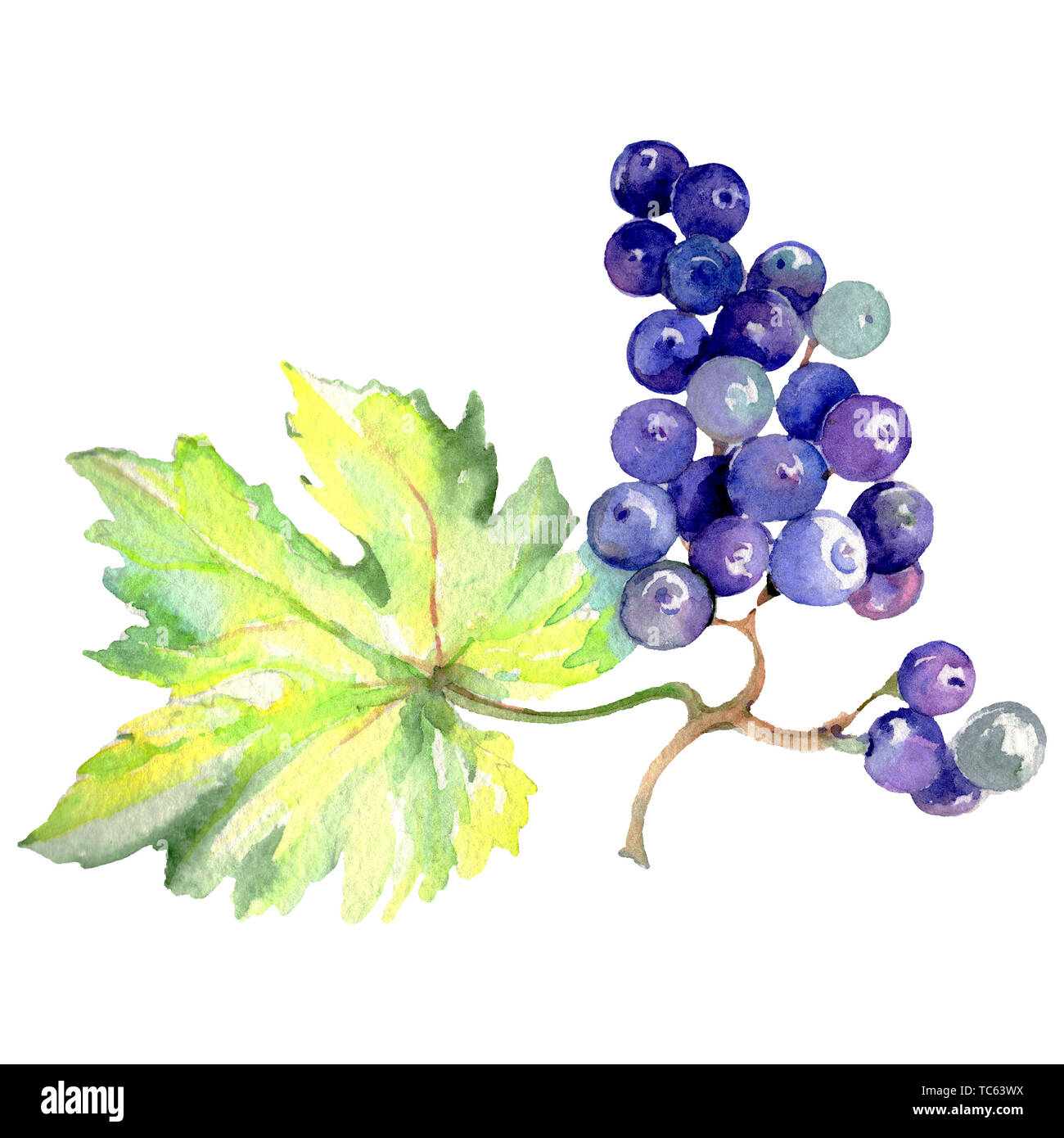 Grape berry healthy food in a watercolor style isolated. Watercolor ...
