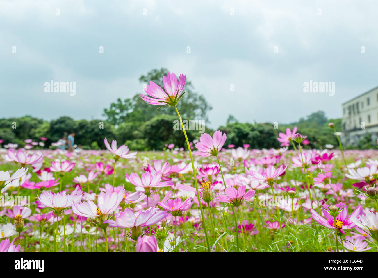 The blooming Gesang flowers Stock Photo - Alamy