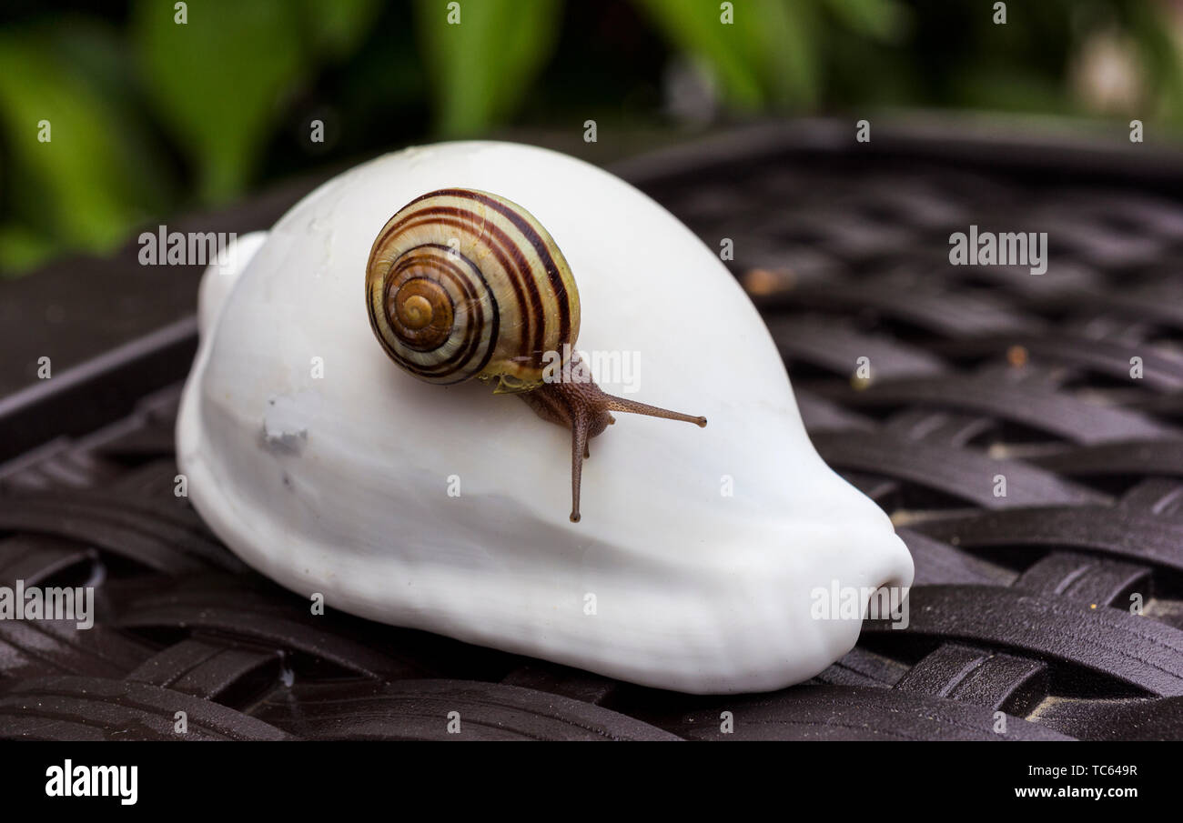 Microscopic shells hi-res stock photography and images - Alamy