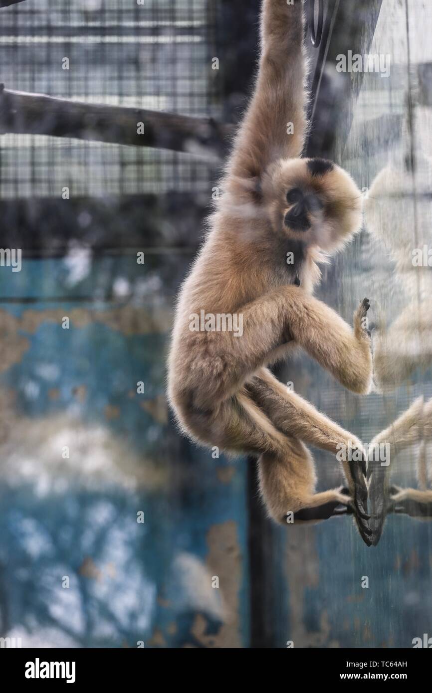 Everything revived, and the animals in the zoo ushered in spring Stock ...