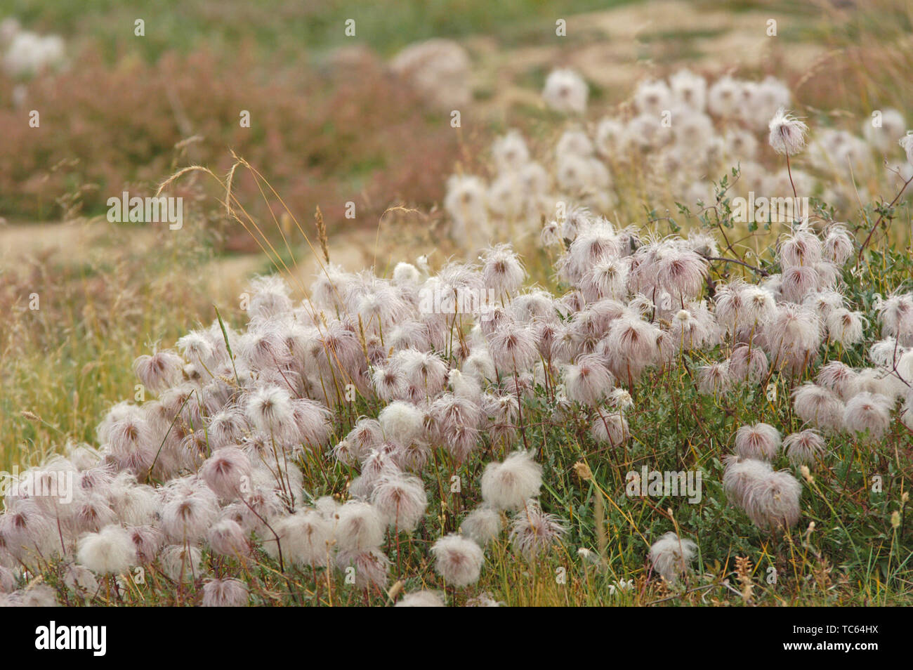 A group of white heads Stock Photo - Alamy