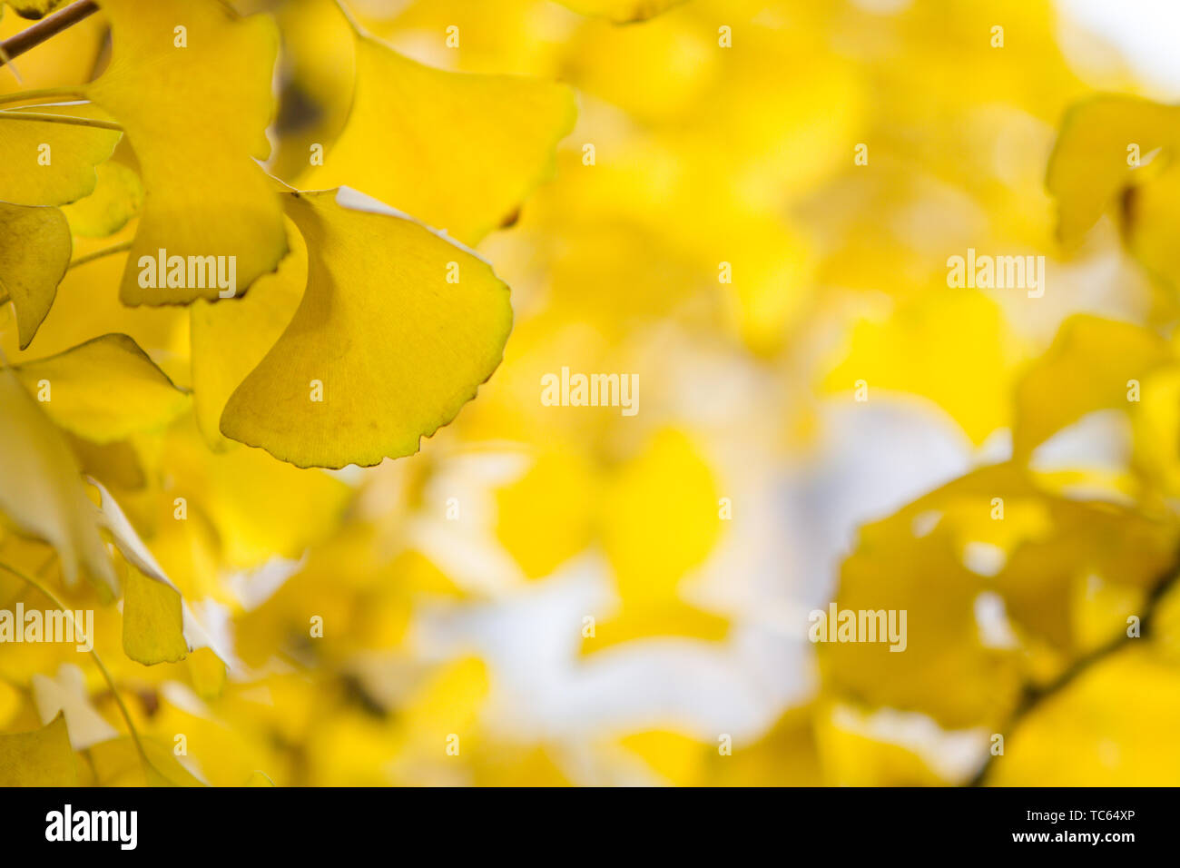 Gink tree hi-res stock photography and images - Alamy