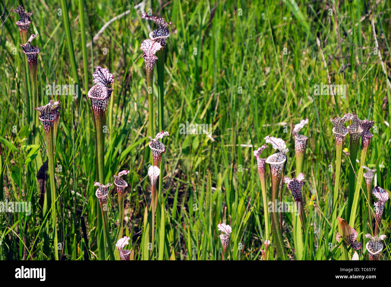 Weeks bay pitchere plant bog hi-res stock photography and images - Alamy