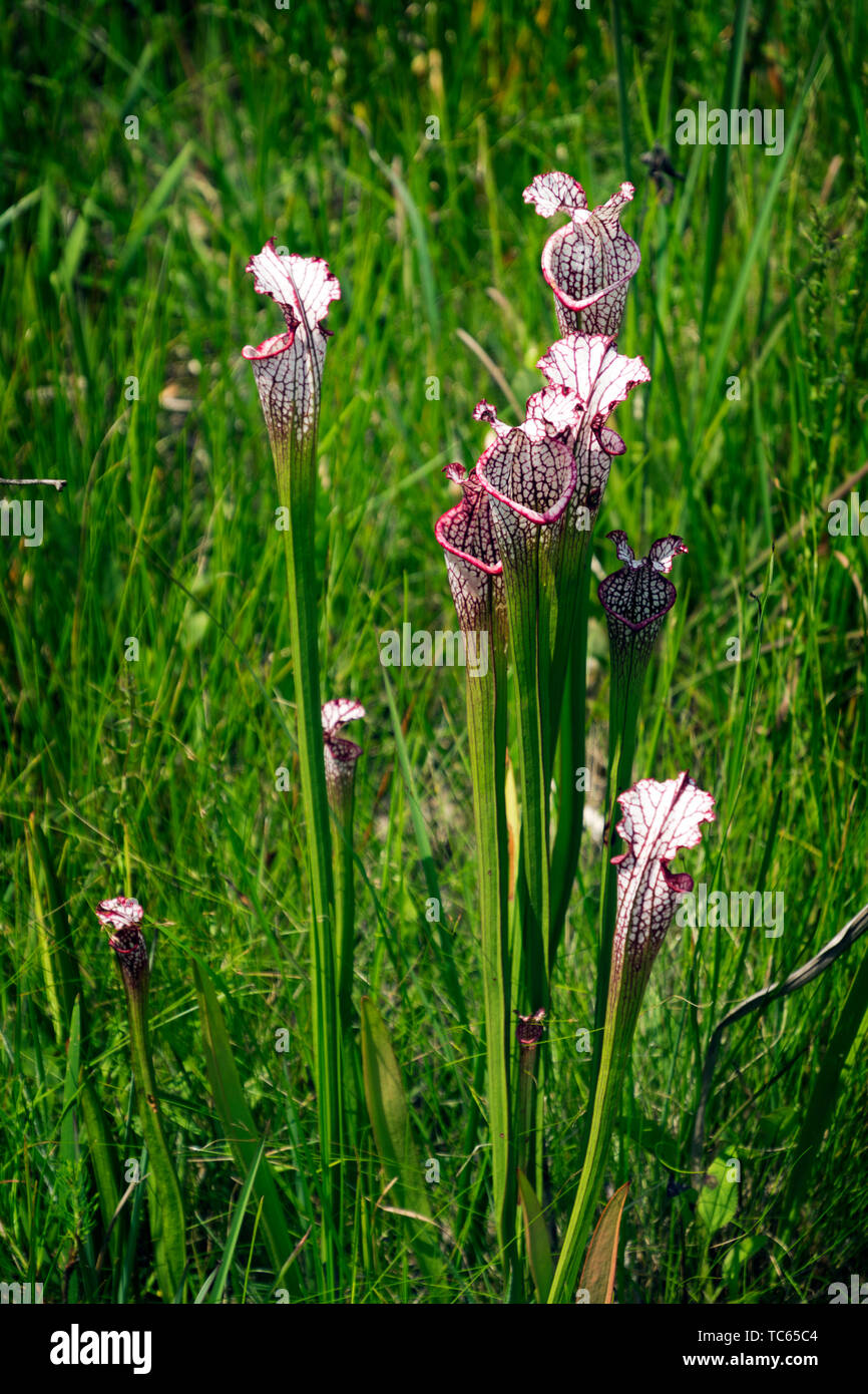 Weeks bay pitchere plant bog hi-res stock photography and images - Alamy