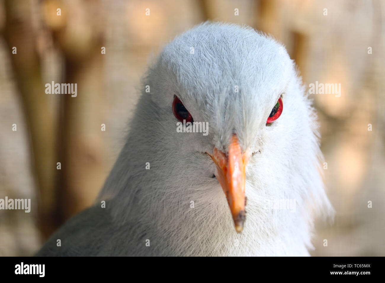 Head of a rare and endangered kagu (rhynochetos jubatus) in frontal ...