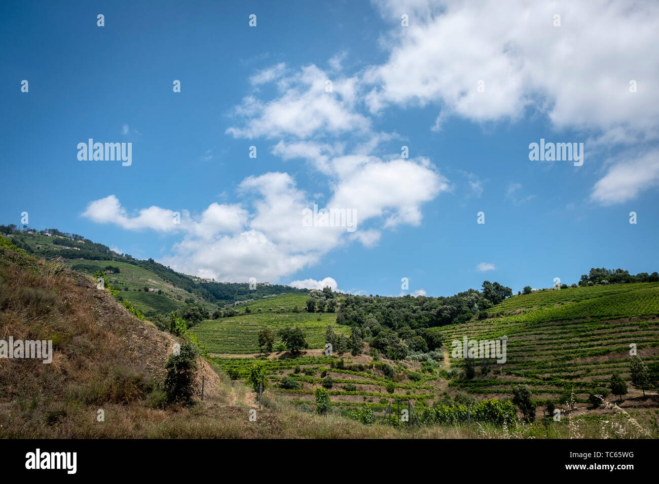 Douro Valley. Vineyards and landscape, Portugal Stock Photo - Alamy